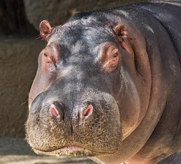 Hippo-critical transport successful | News | Air Cargo News