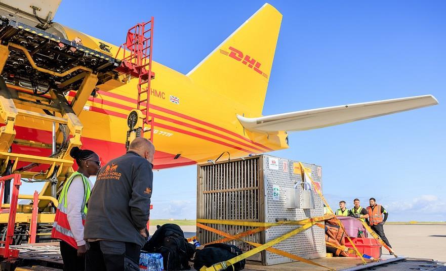 Orphan chimp finds her forever home thanks to DHL Express | News | Air ...