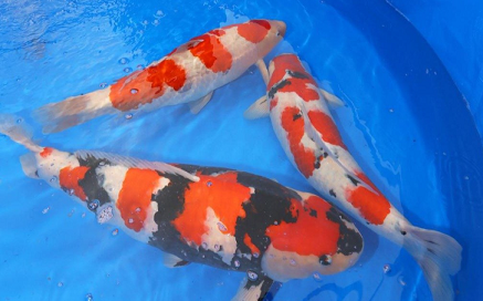 American Airlines Cargo: flying fish from Japan | News | Air Cargo News