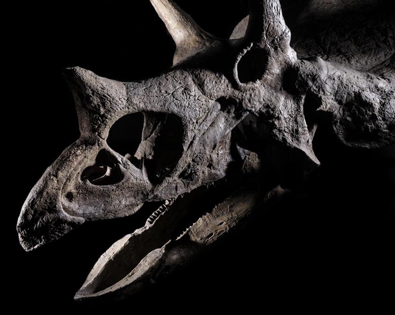 Rhenus airfreights triceratops skull from Italy to Dallas gallery | Air ...